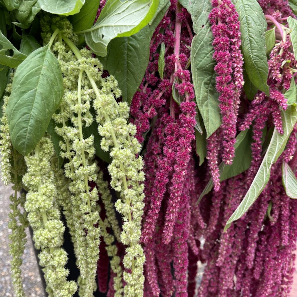 Amaranthus - The Flower Express