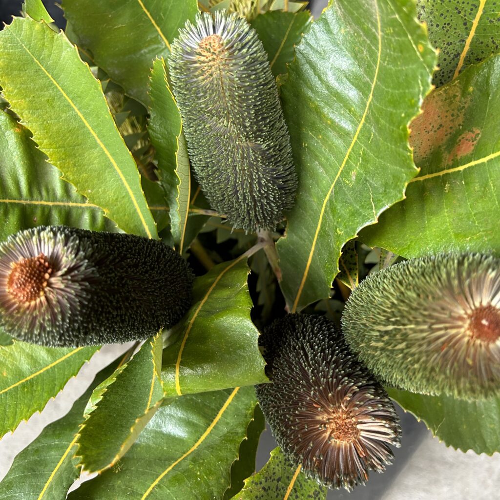 Banksia Robur | The Flower Express