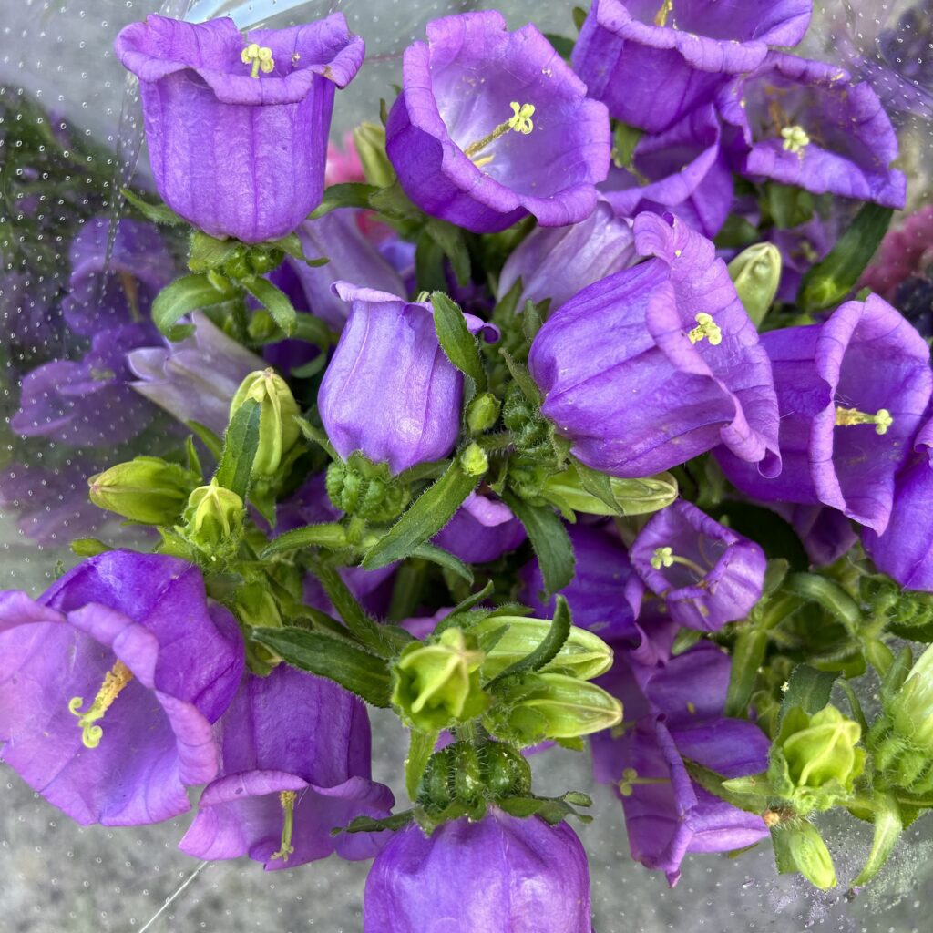 Canterbury Bells - The Flower Express