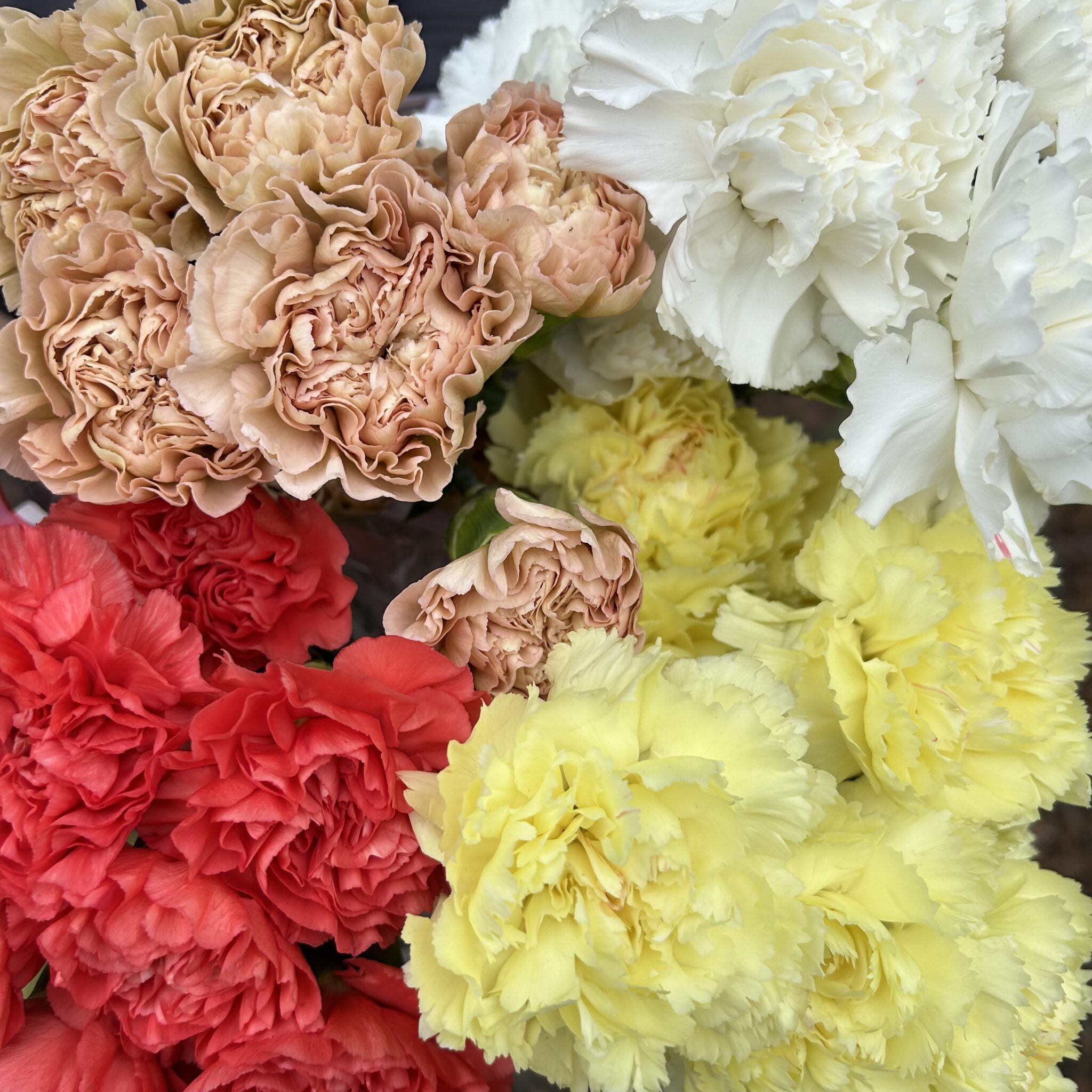 Carnations - The Flower Express