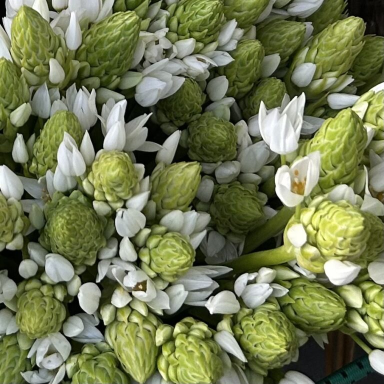 Chin Chin - The Flower Express