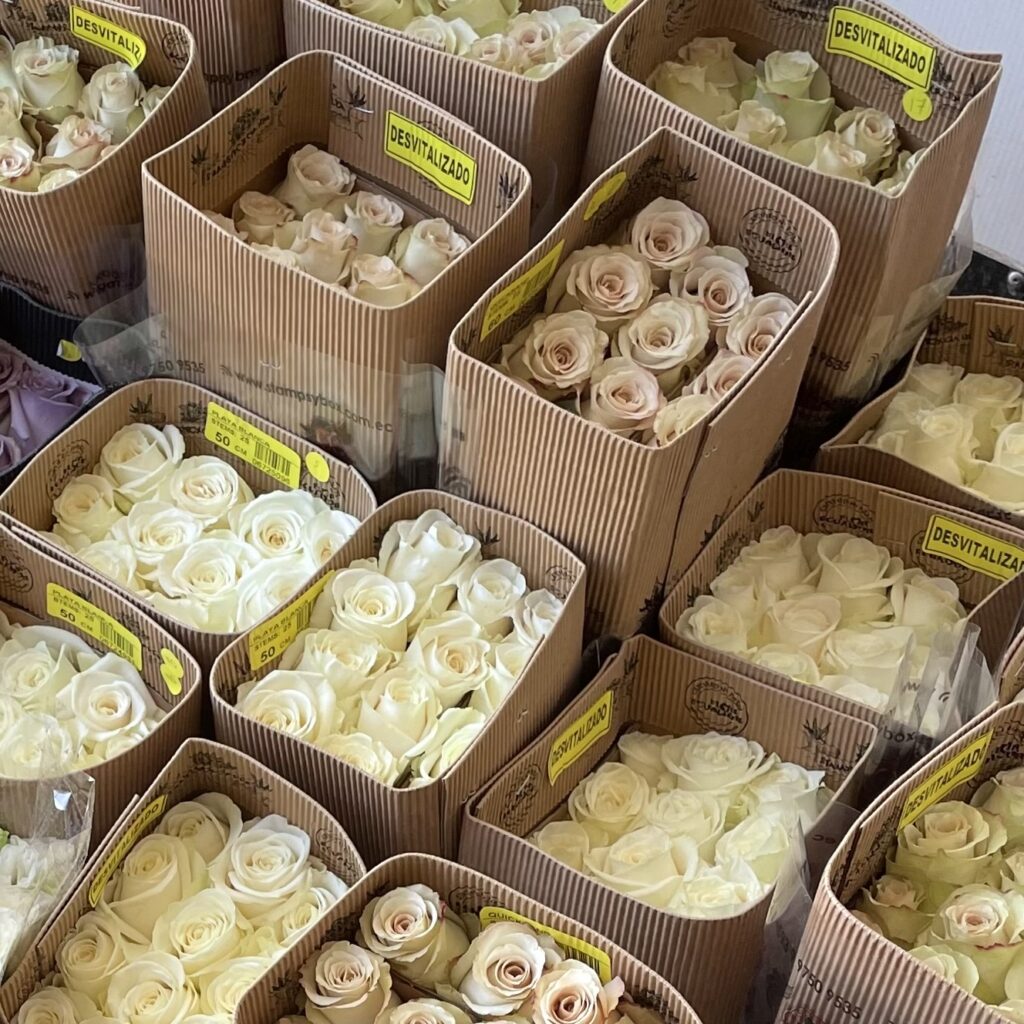 Roses - Premium - The Flower Express