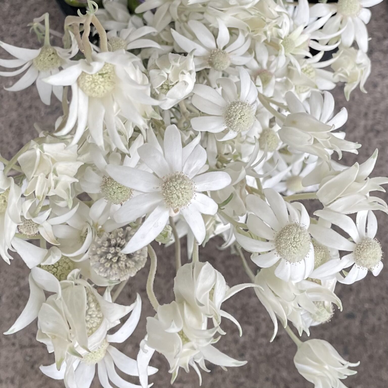 Flannel Flower | The Flower Express