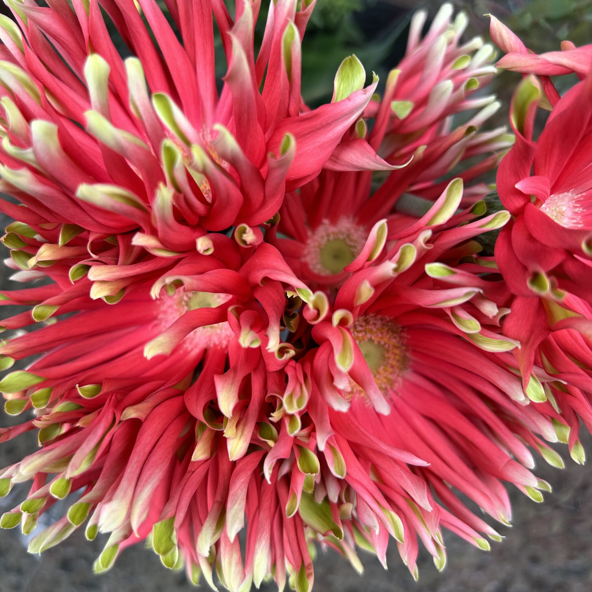 Gerbera Pasta - The Flower Express