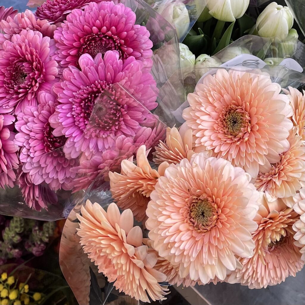Gerbera Pom Pom - The Flower Express