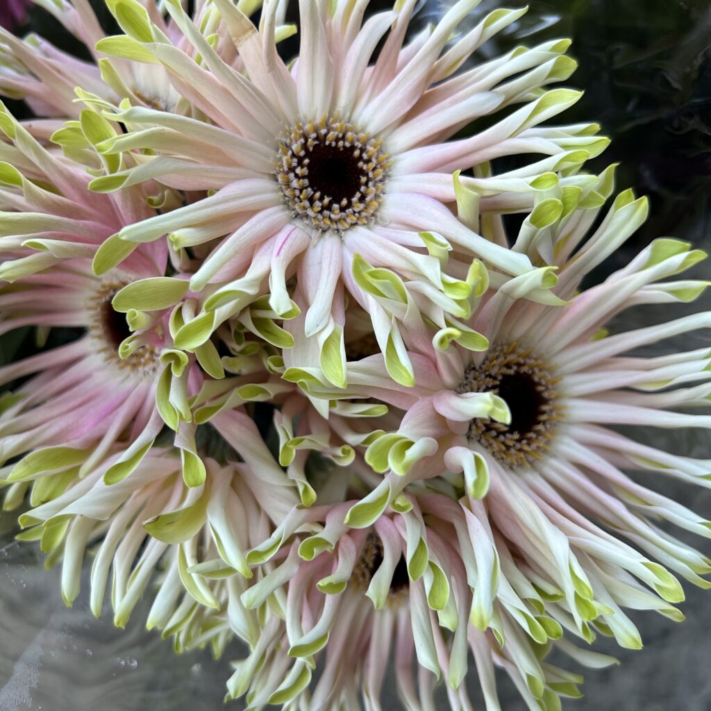 Gerbera Pasta - The Flower Express