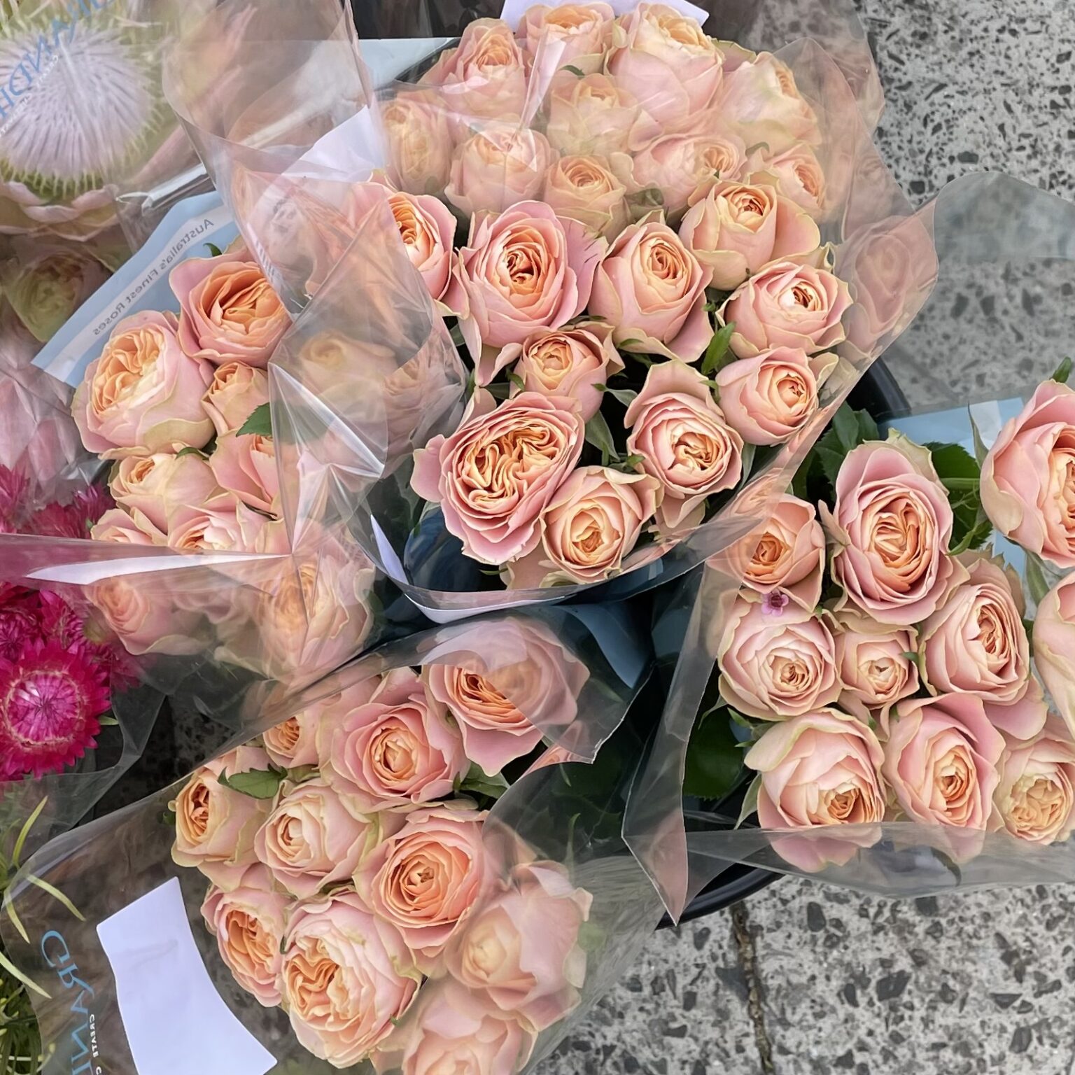 Roses - Grandiflora - The Flower Express