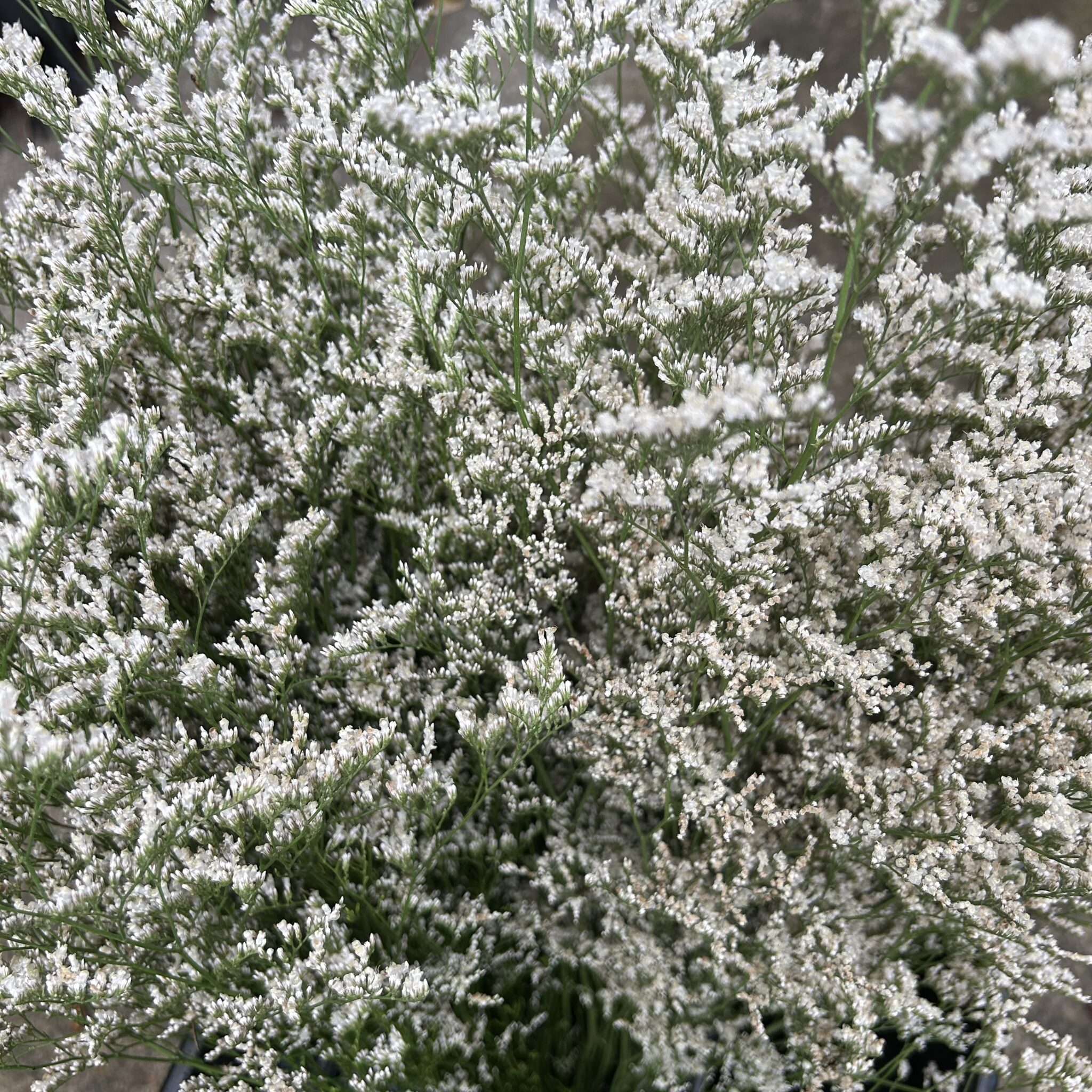 Misty - The Flower Express