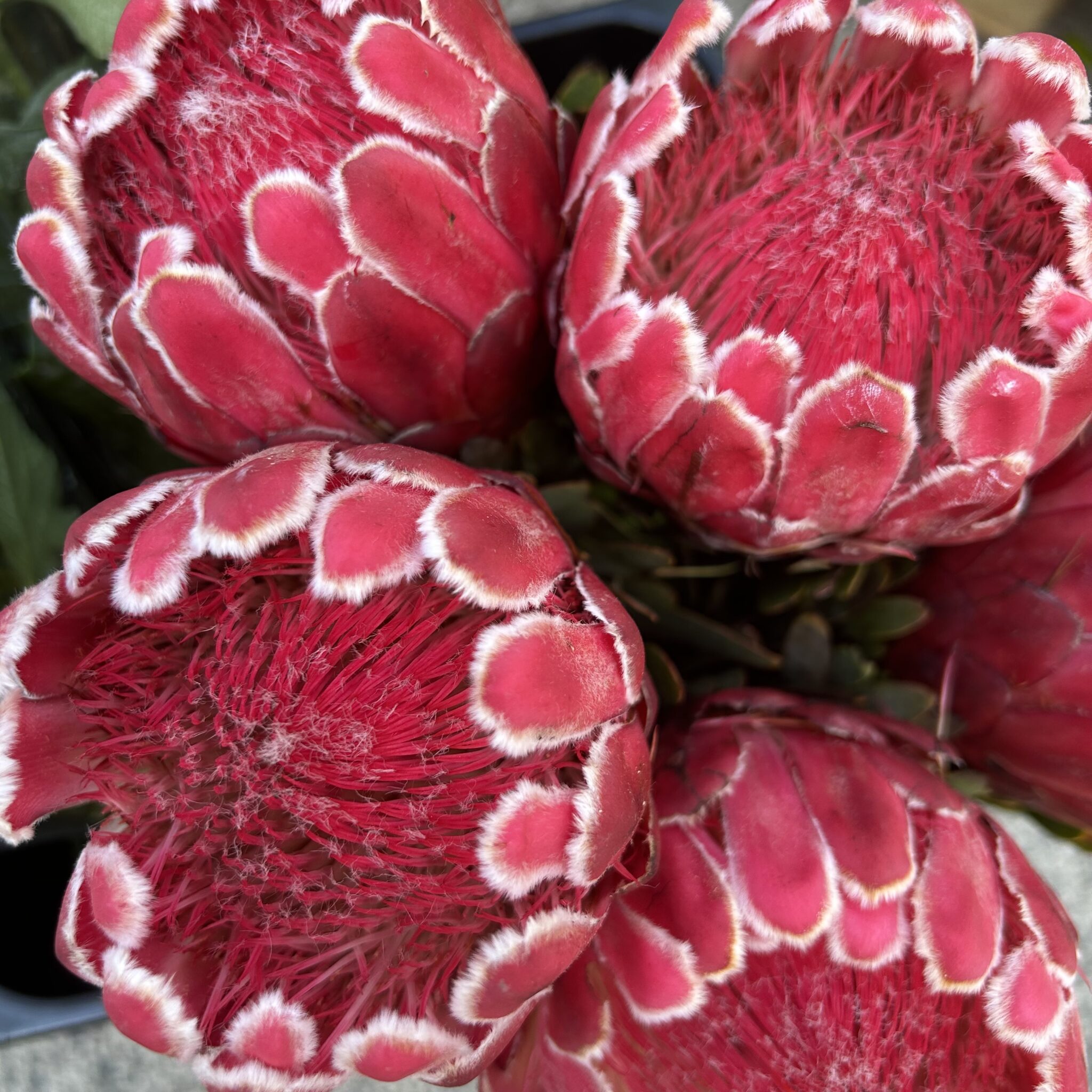 Protea Venus - The Flower Express