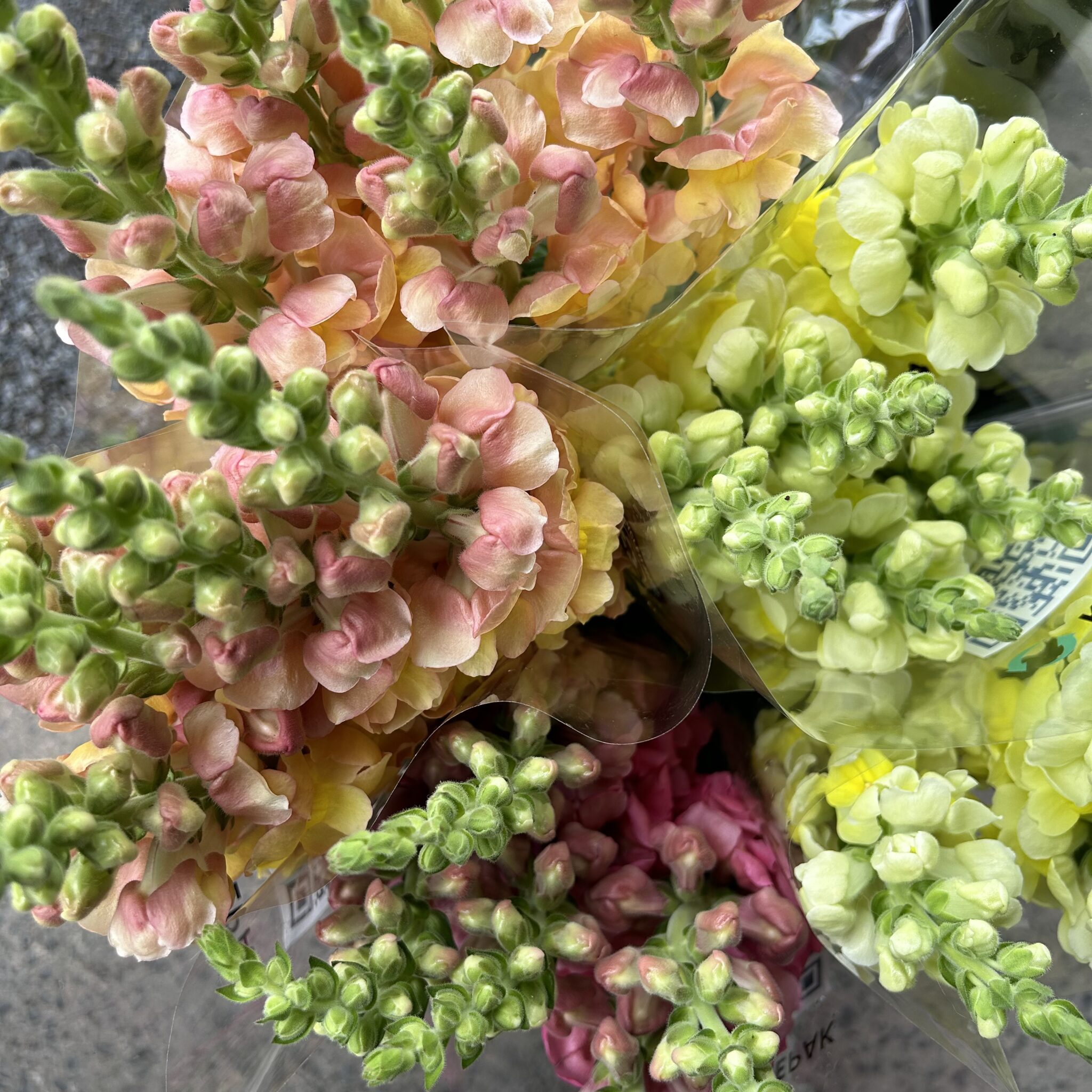 Snap Dragon - The Flower Express