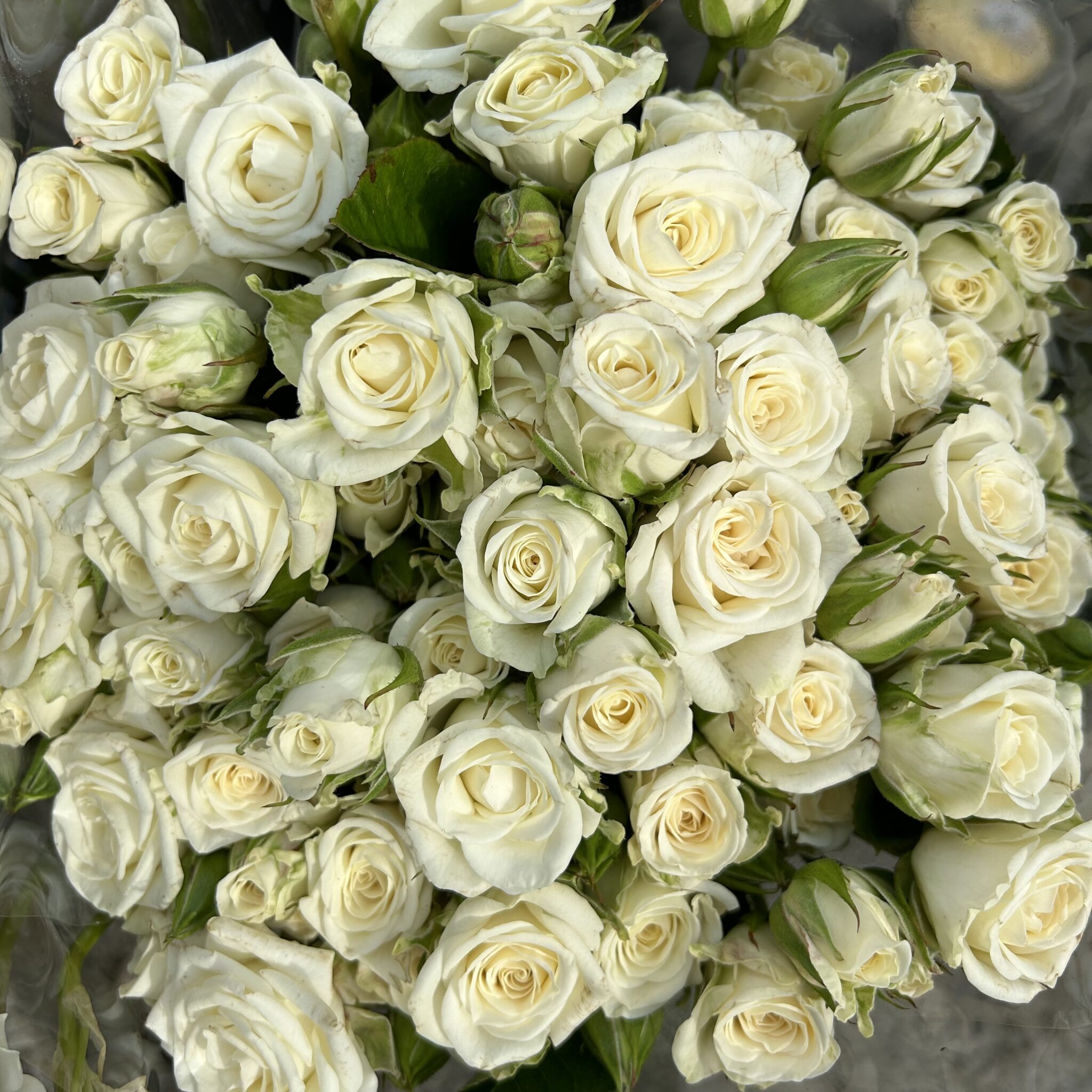 Roses - Spray | The Flower Express