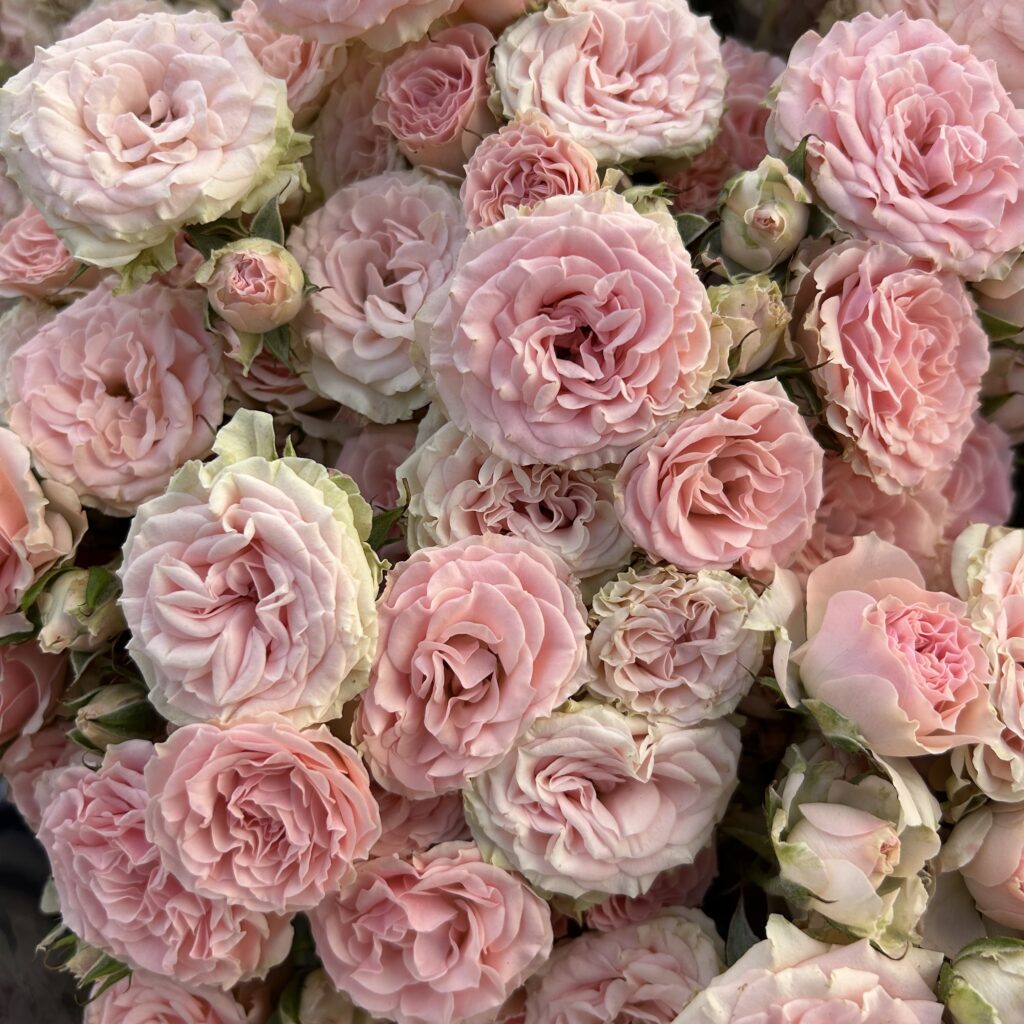 Roses - Spray - The Flower Express