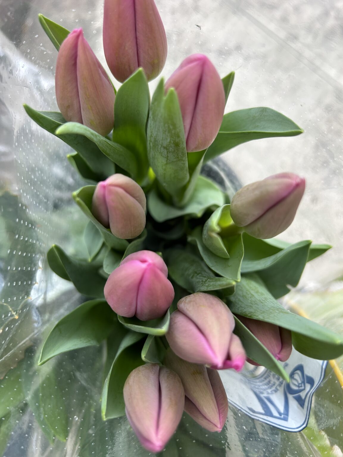 Tulips - The Flower Express