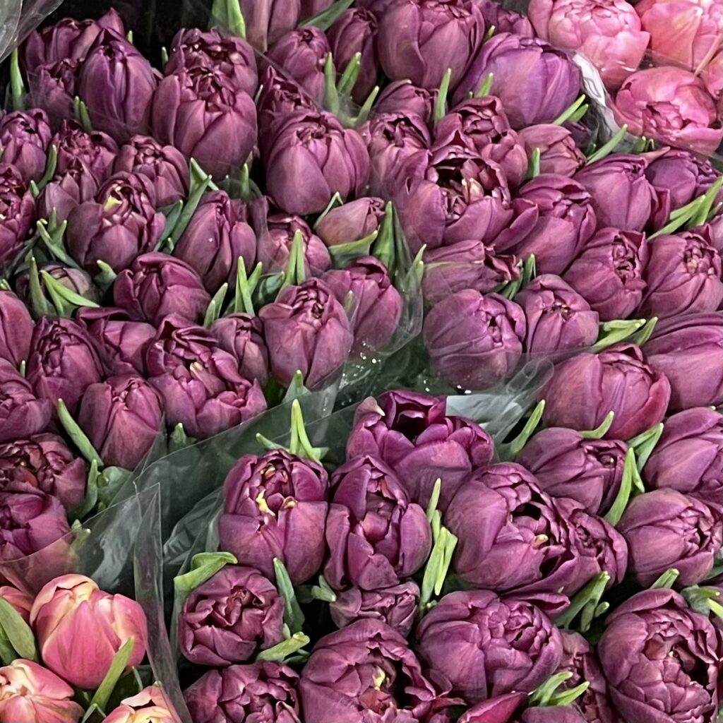 Tulips - The Flower Express