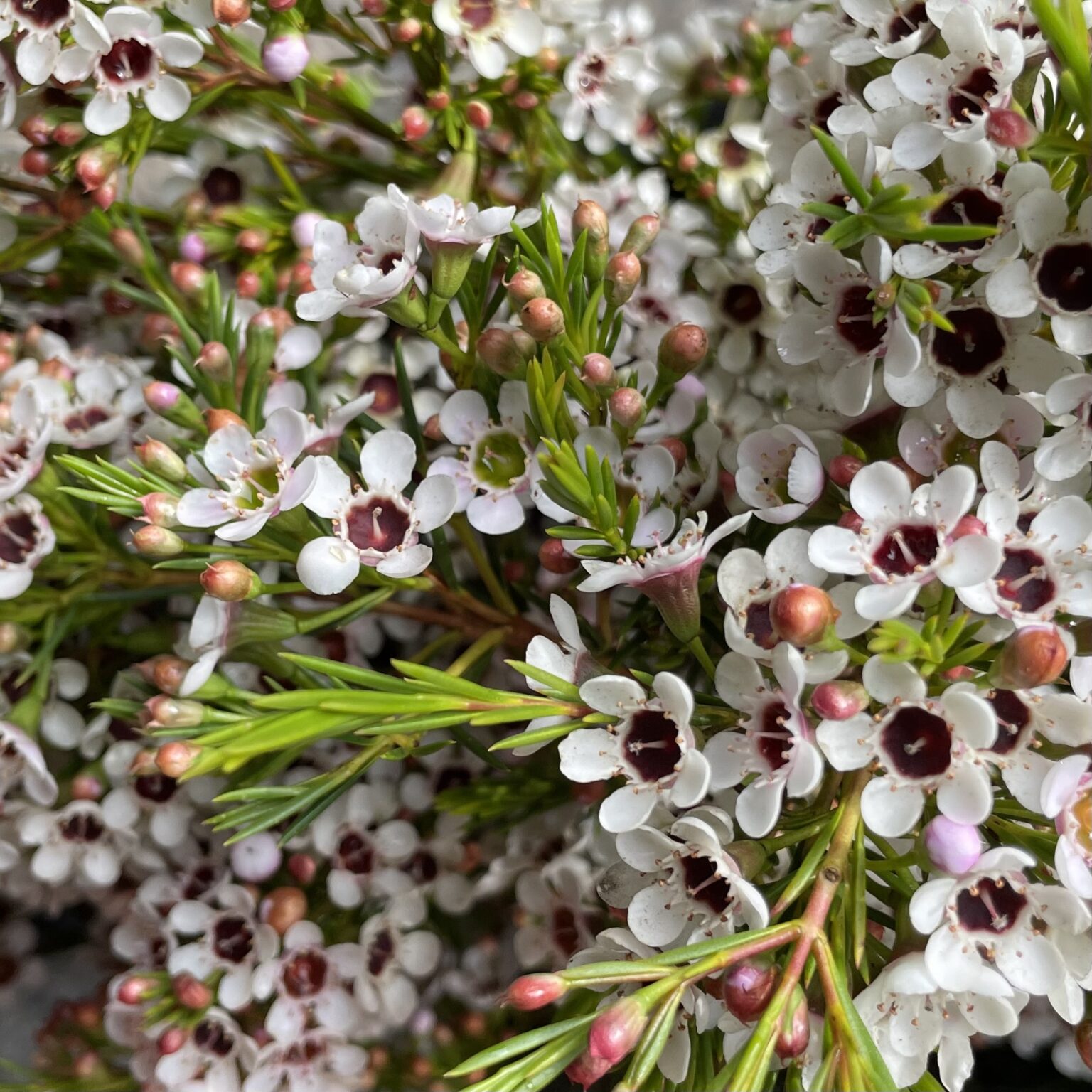 Wax Flower - The Flower Express