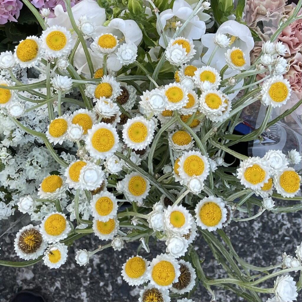 Ammobium Daisy | The Flower Express