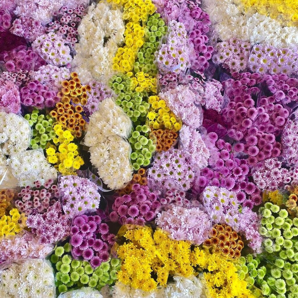 Chrysanthemums - Button/Spray - The Flower Express