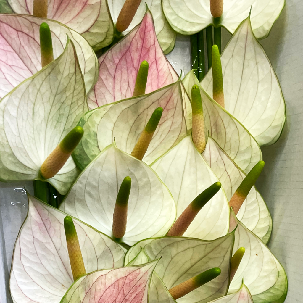 Anthurium box | The Flower Express