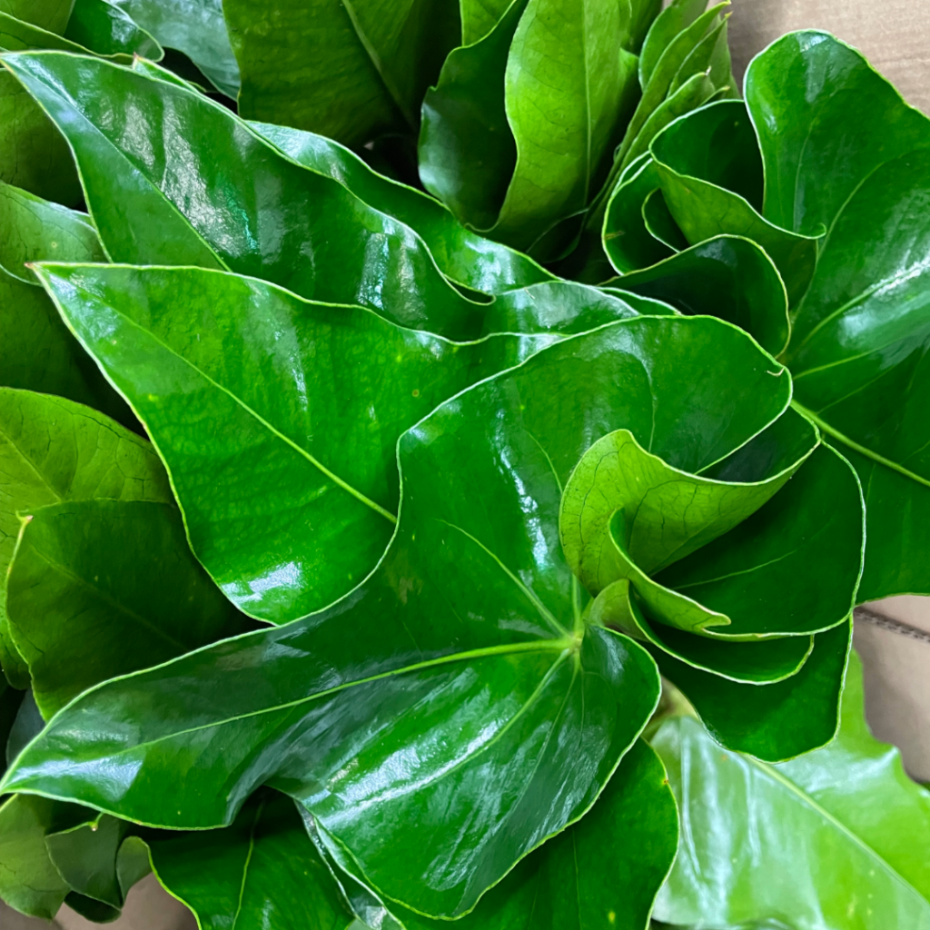 Arrow Leaves - The Flower Express