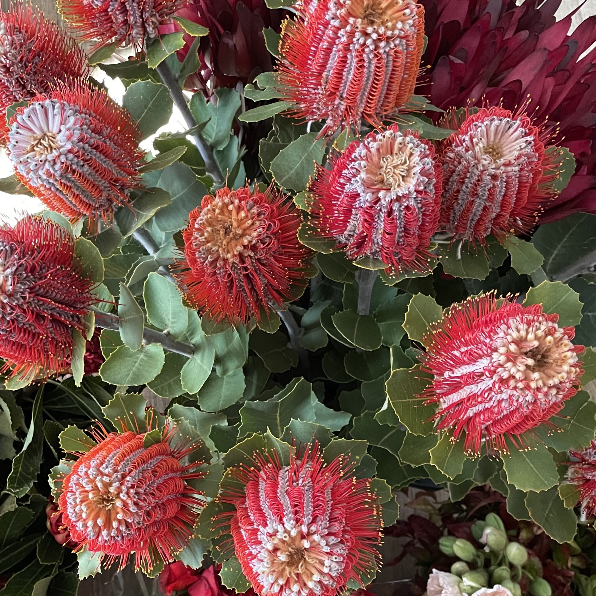 Banksia Coccinea | The Flower Express
