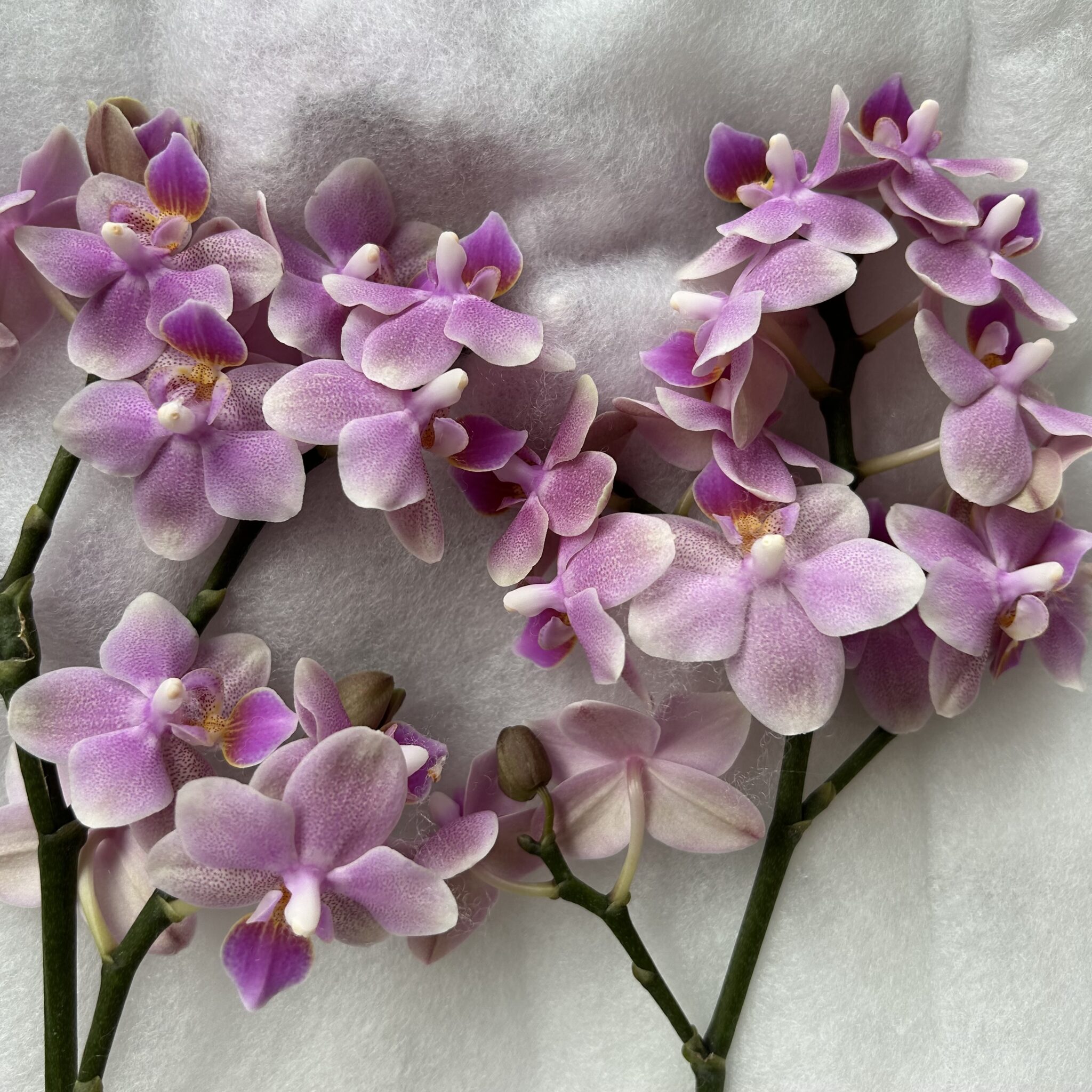 Phally Orchid box - The Flower Express