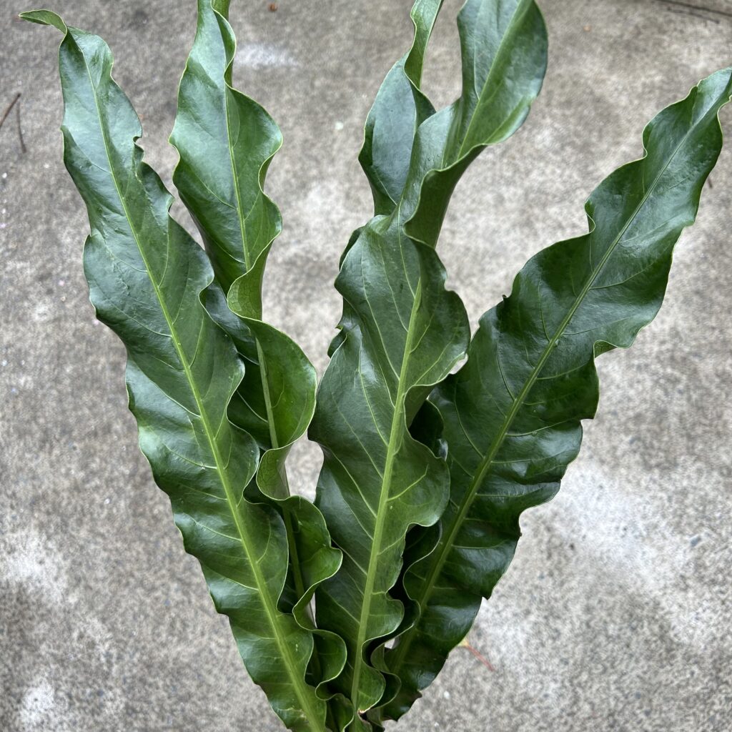 Renaissance Leaves | The Flower Express
