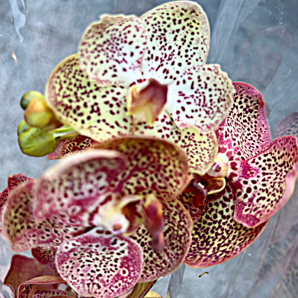 Vanda Orchid - single - The Flower Express