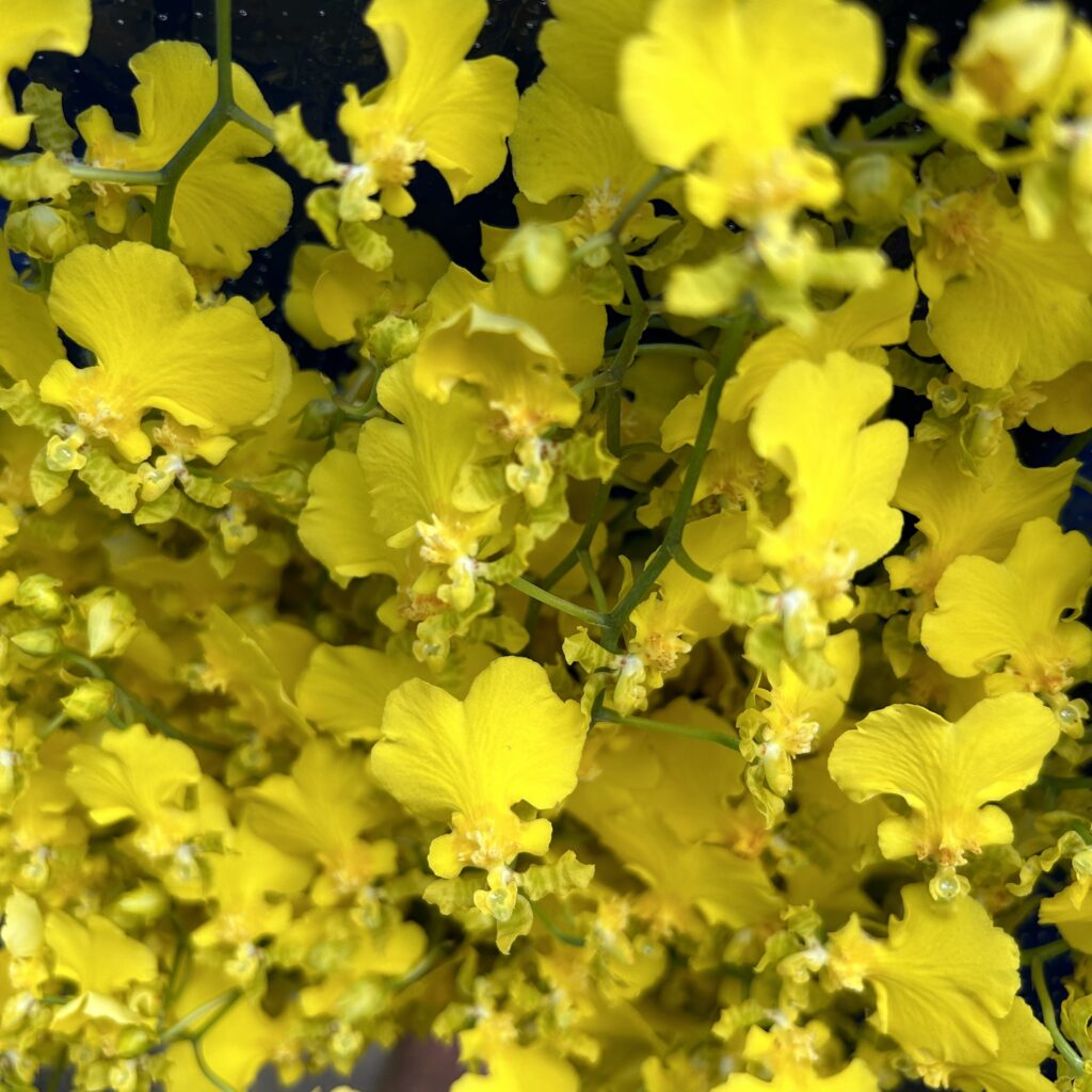 Yellow Dancing Lady - The Flower Express