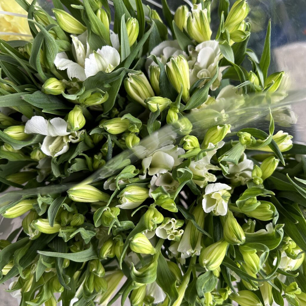 Alstro - The Flower Express