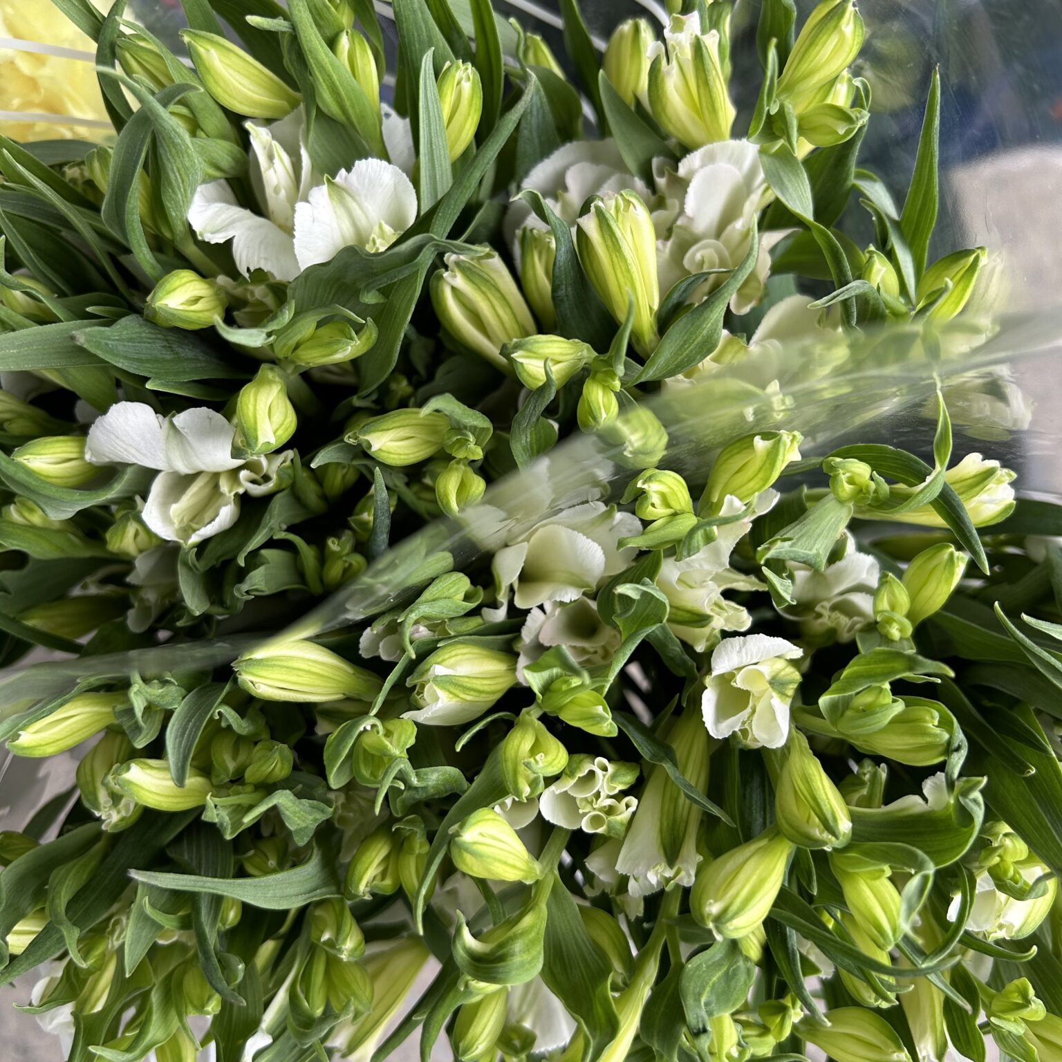 Alstro - The Flower Express