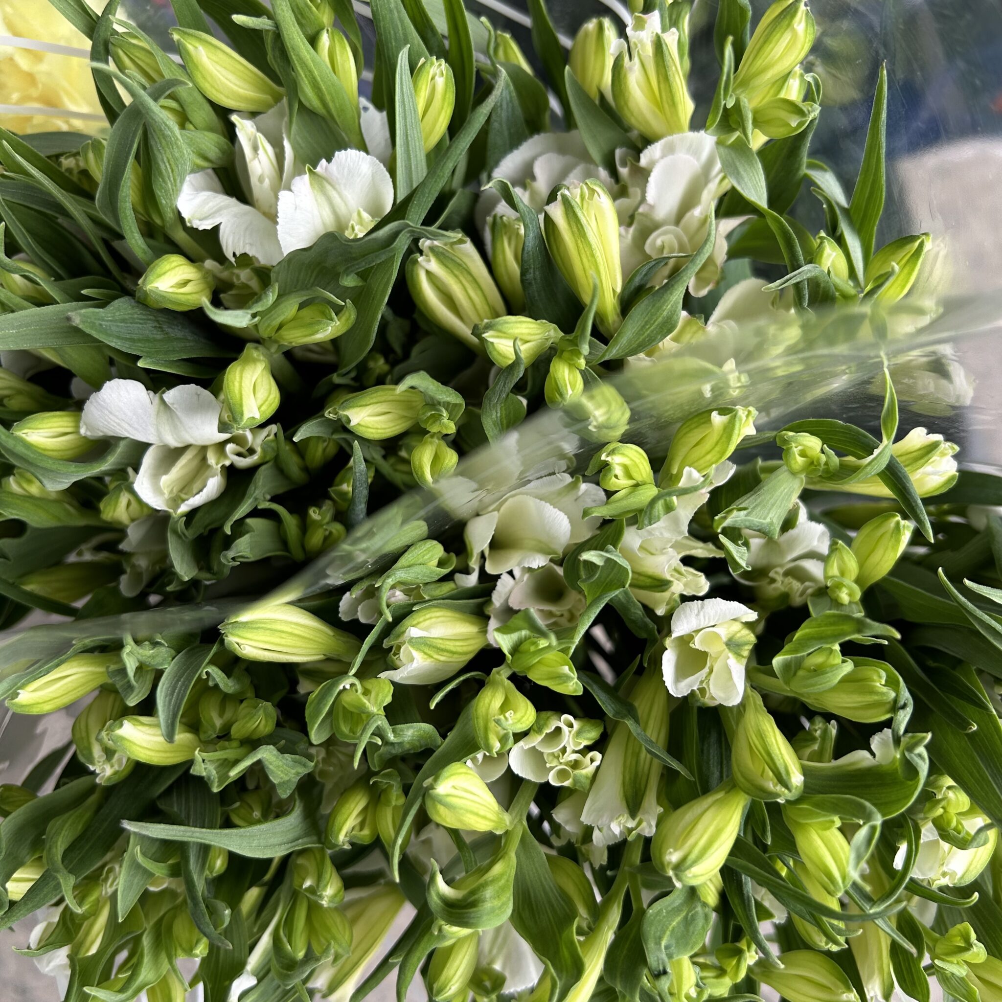 Alstro - The Flower Express