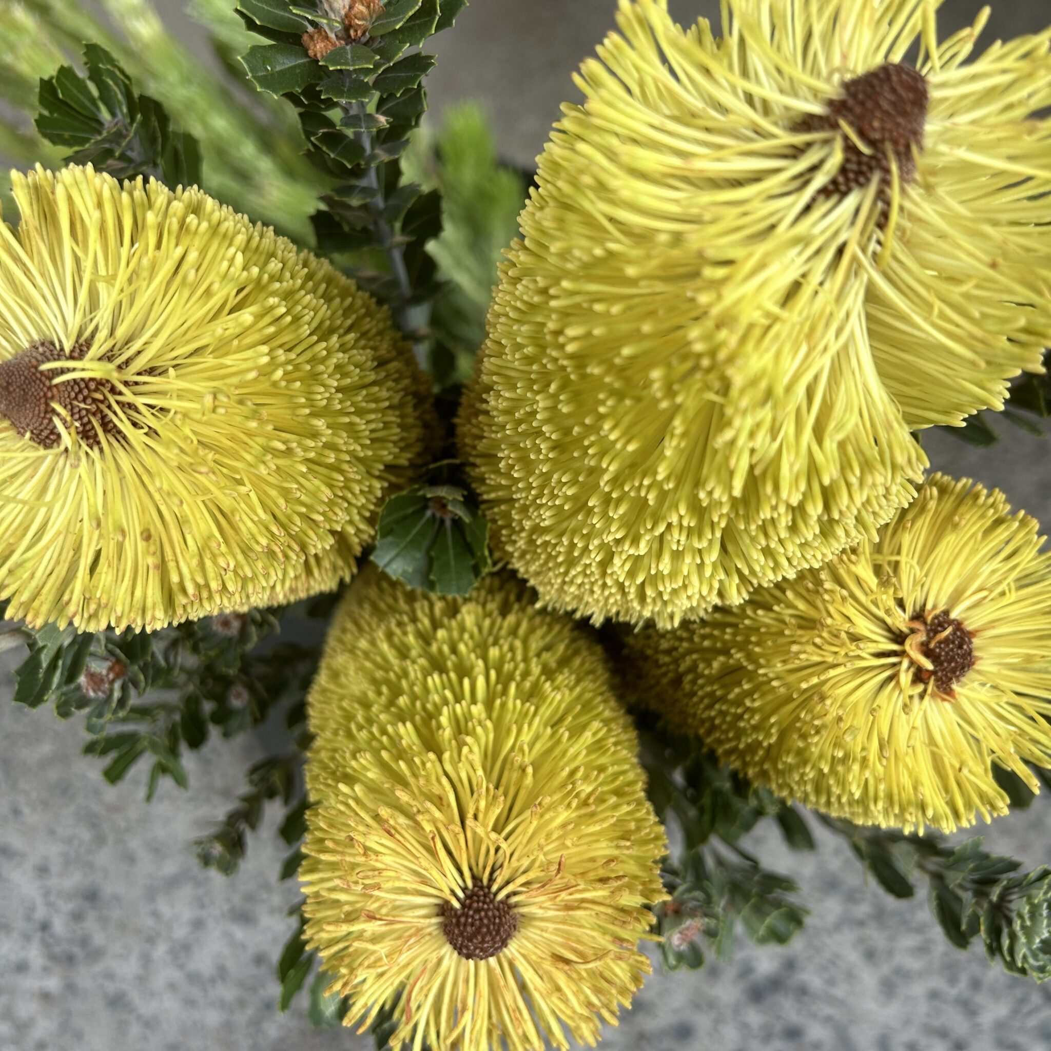 Banksia Praemorsa - The Flower Express
