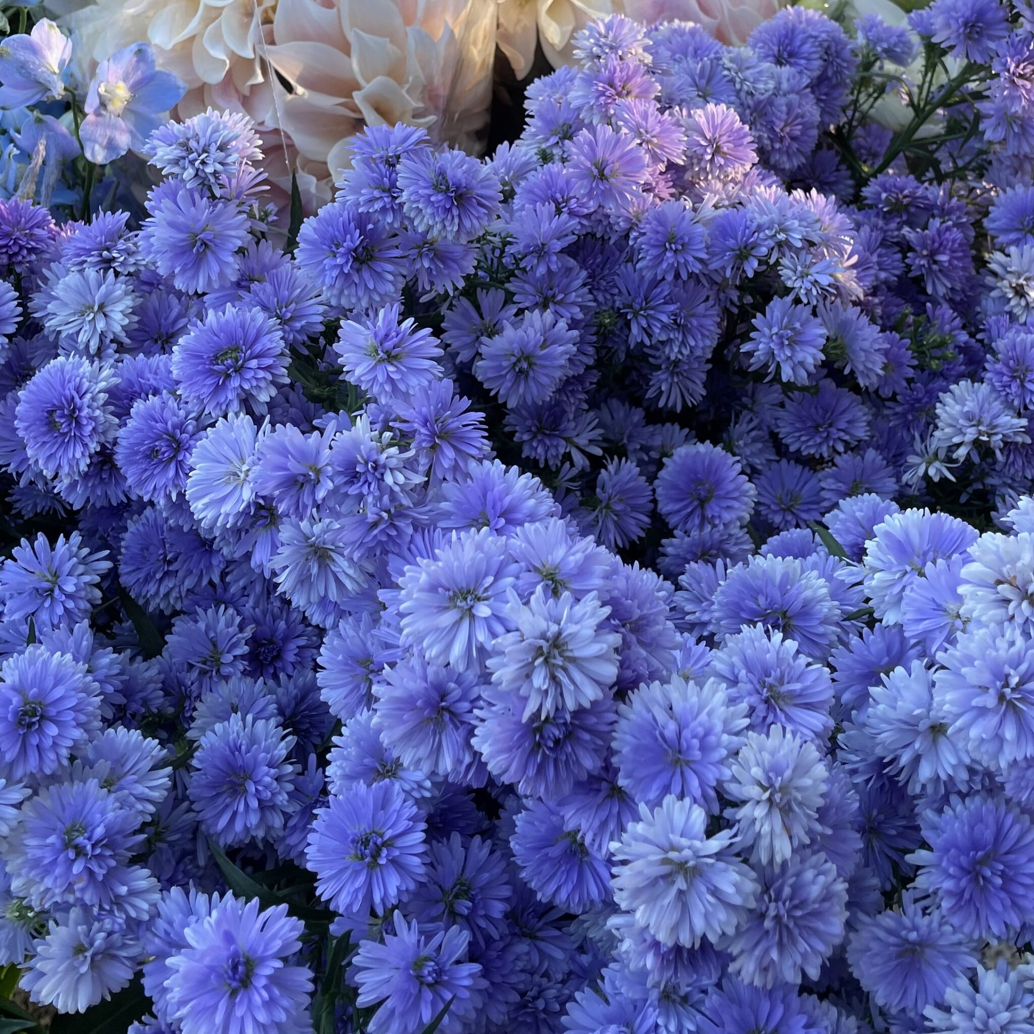 Easter Daisy - The Flower Express