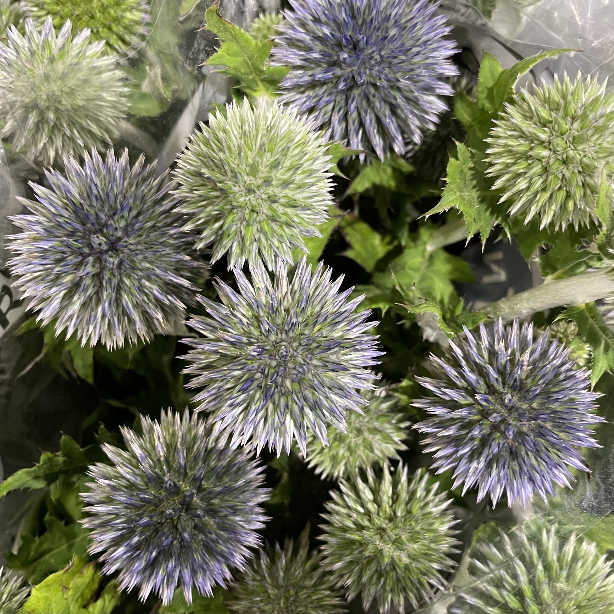 Echinops - The Flower Express