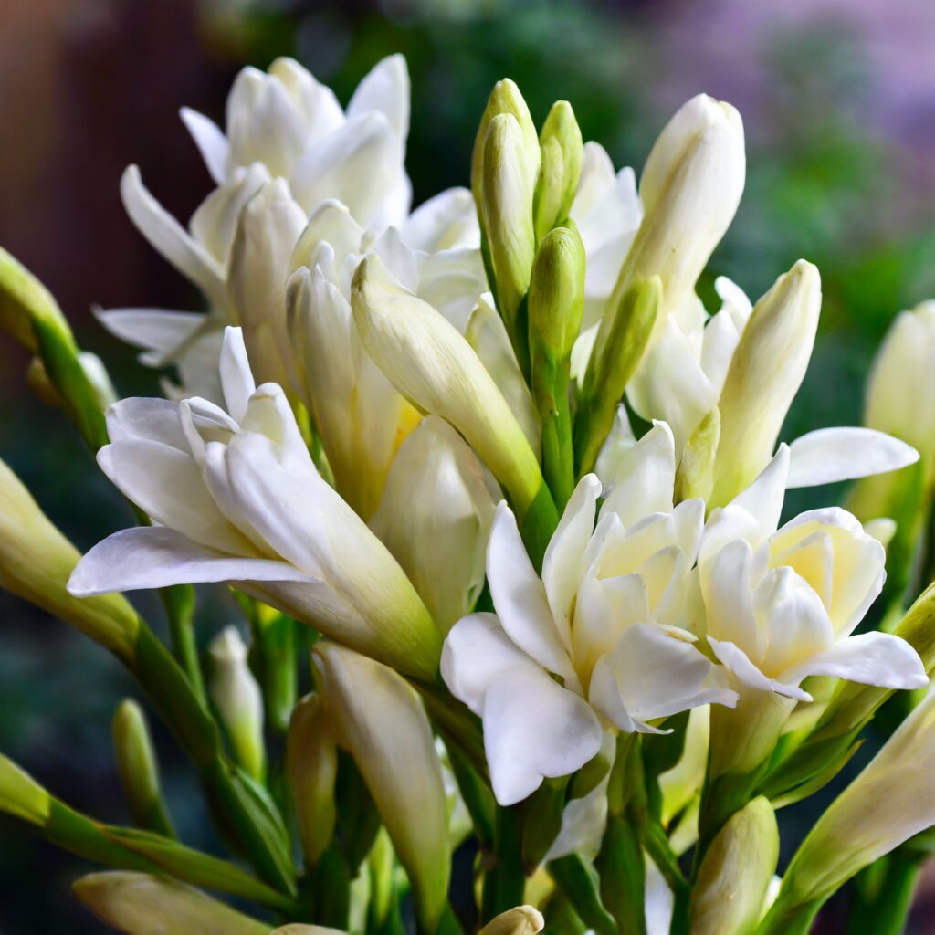 Tuberose - The Flower Express