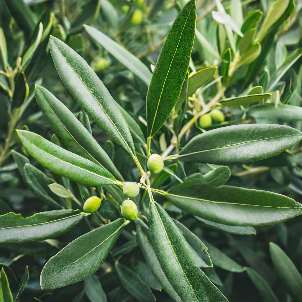 Olive - The Flower Express