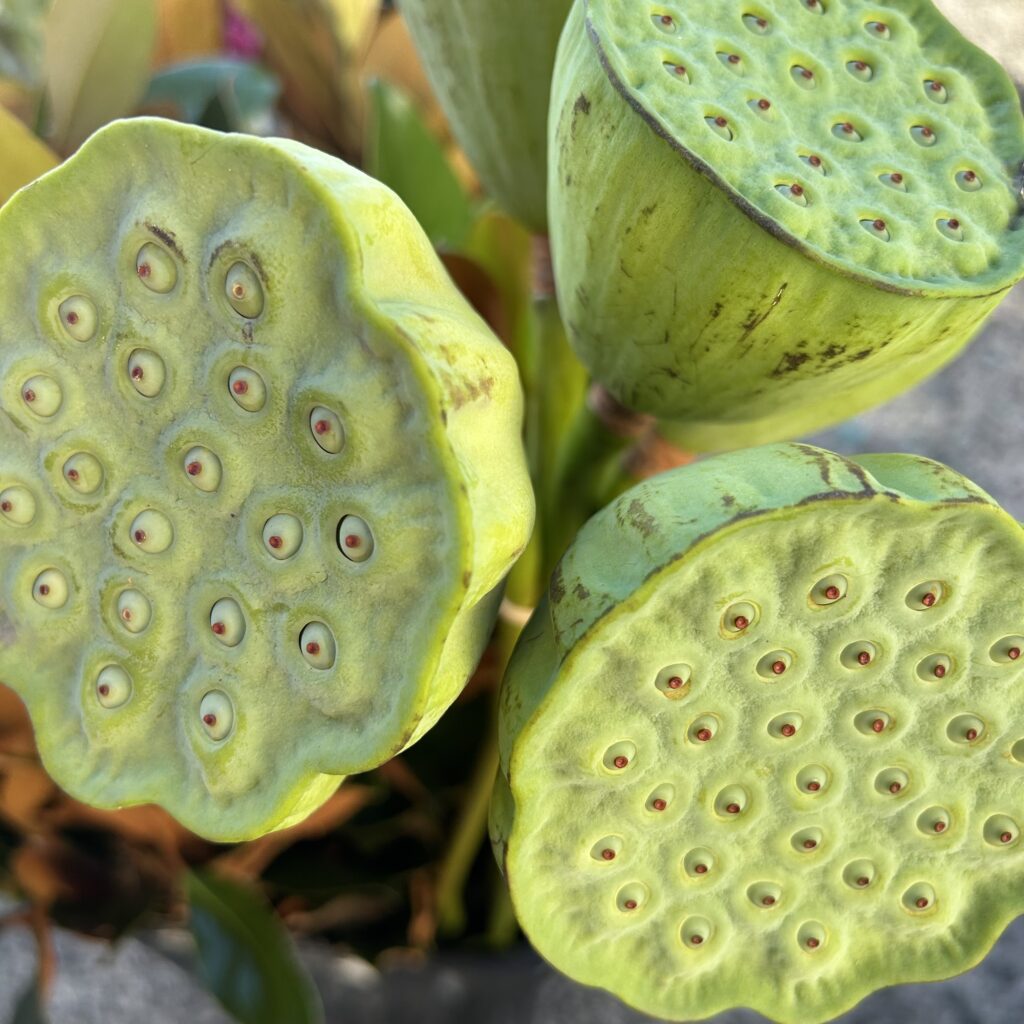 Lotus Pods | The Flower Express