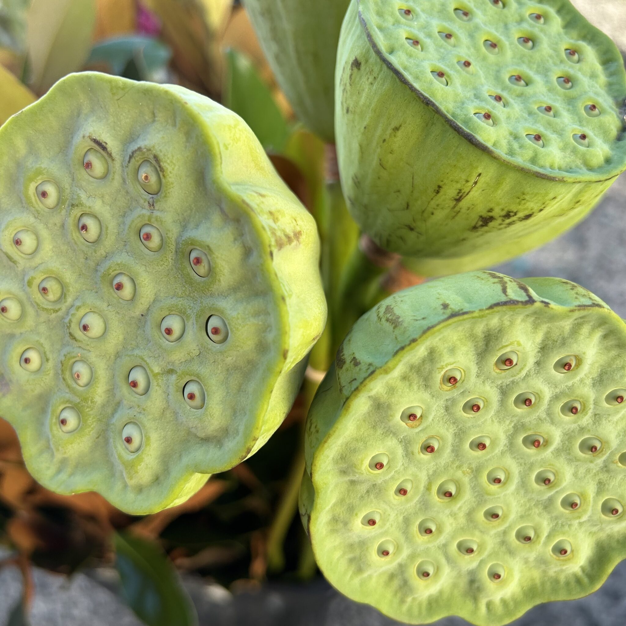 Lotus Pods - The Flower Express