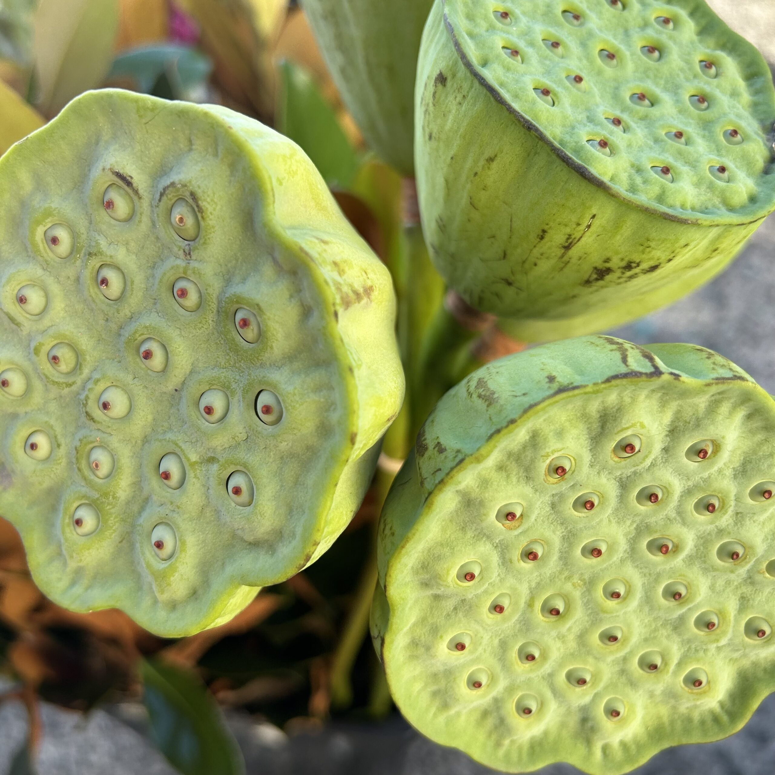 Lotus Pods - The Flower Express