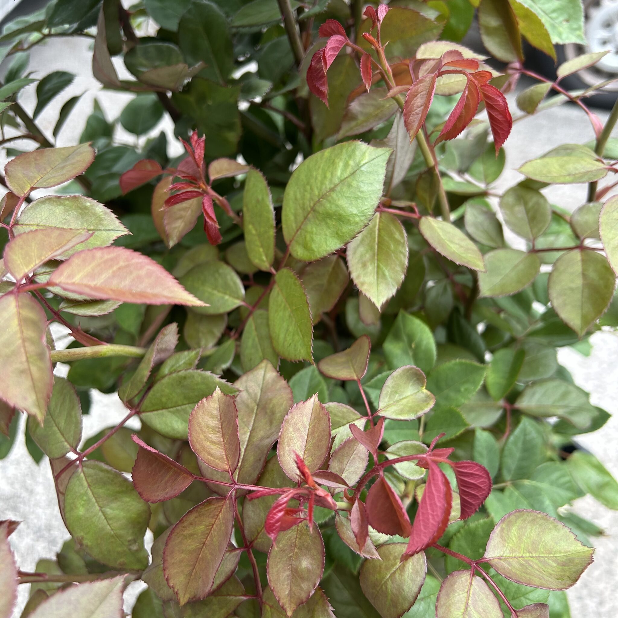 Rose foliage - The Flower Express