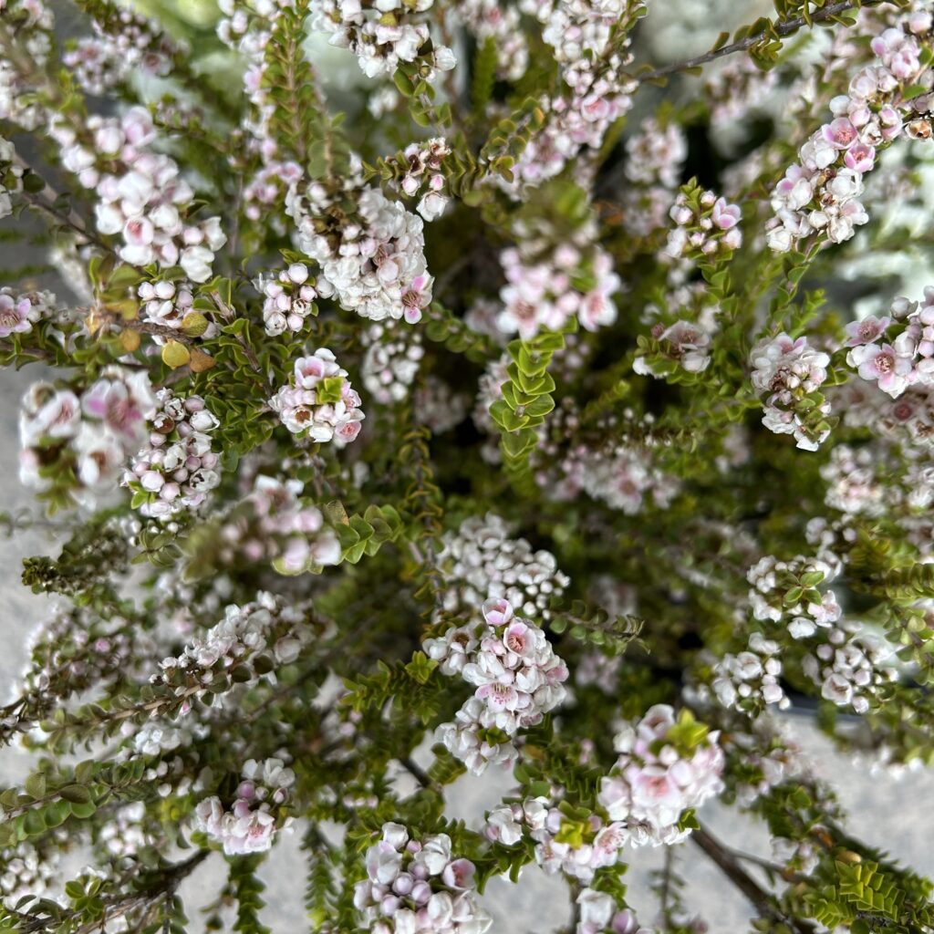 Scholtzia | The Flower Express