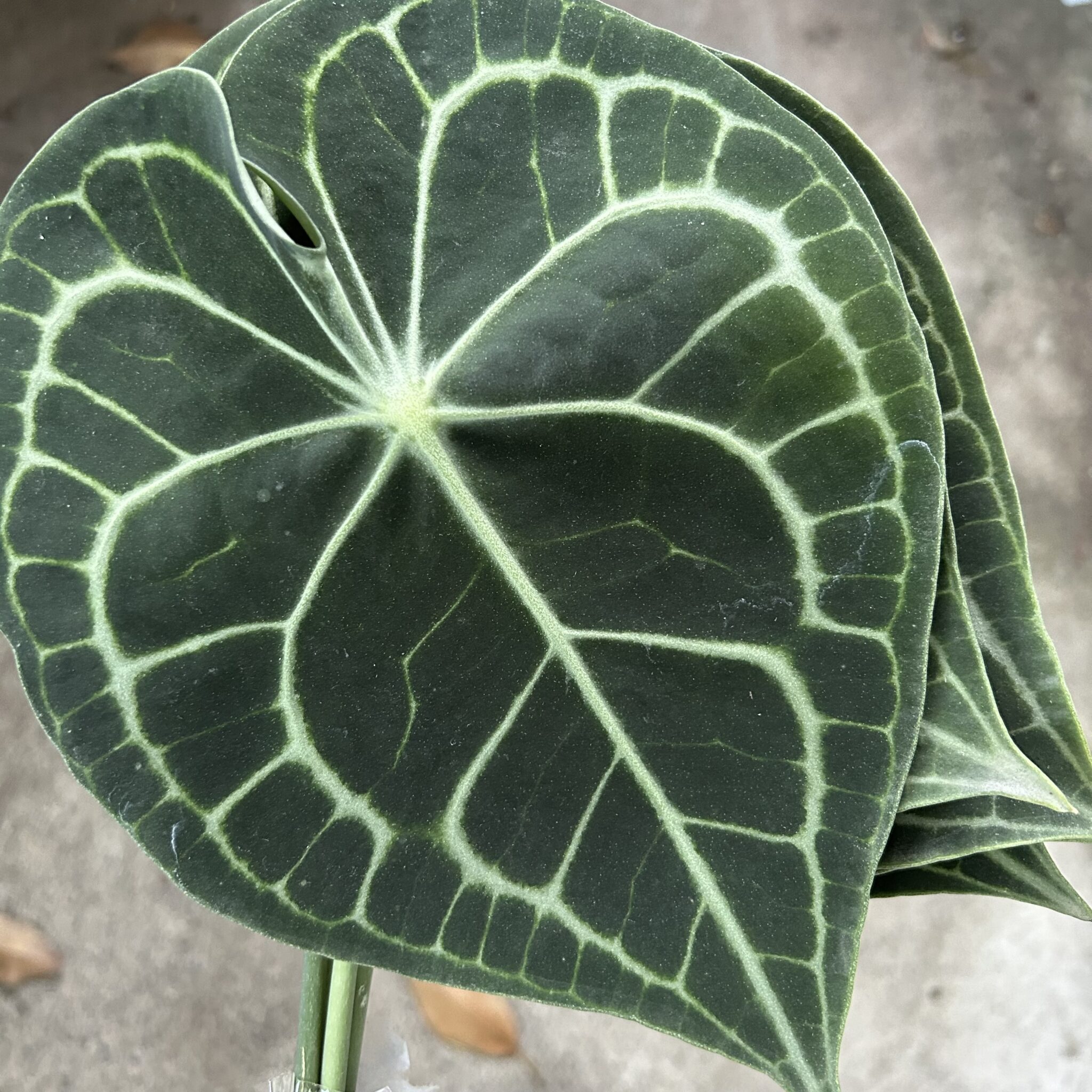 Turtle Leaves - The Flower Express