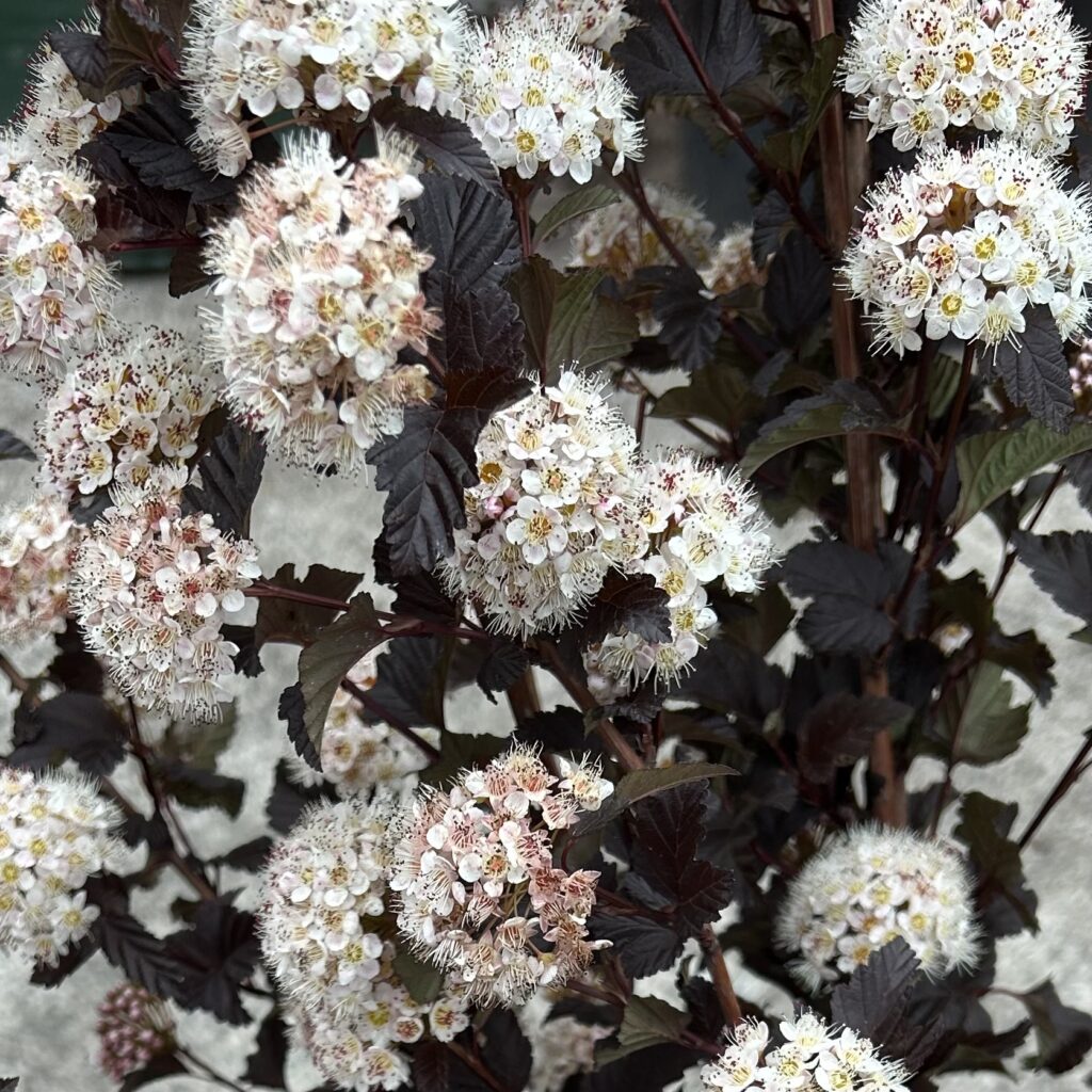 Ninebark - flowering - The Flower Express