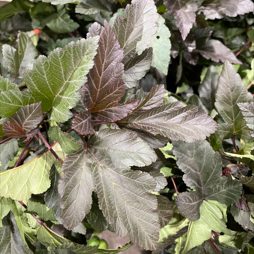 Ninebark - flowering - The Flower Express