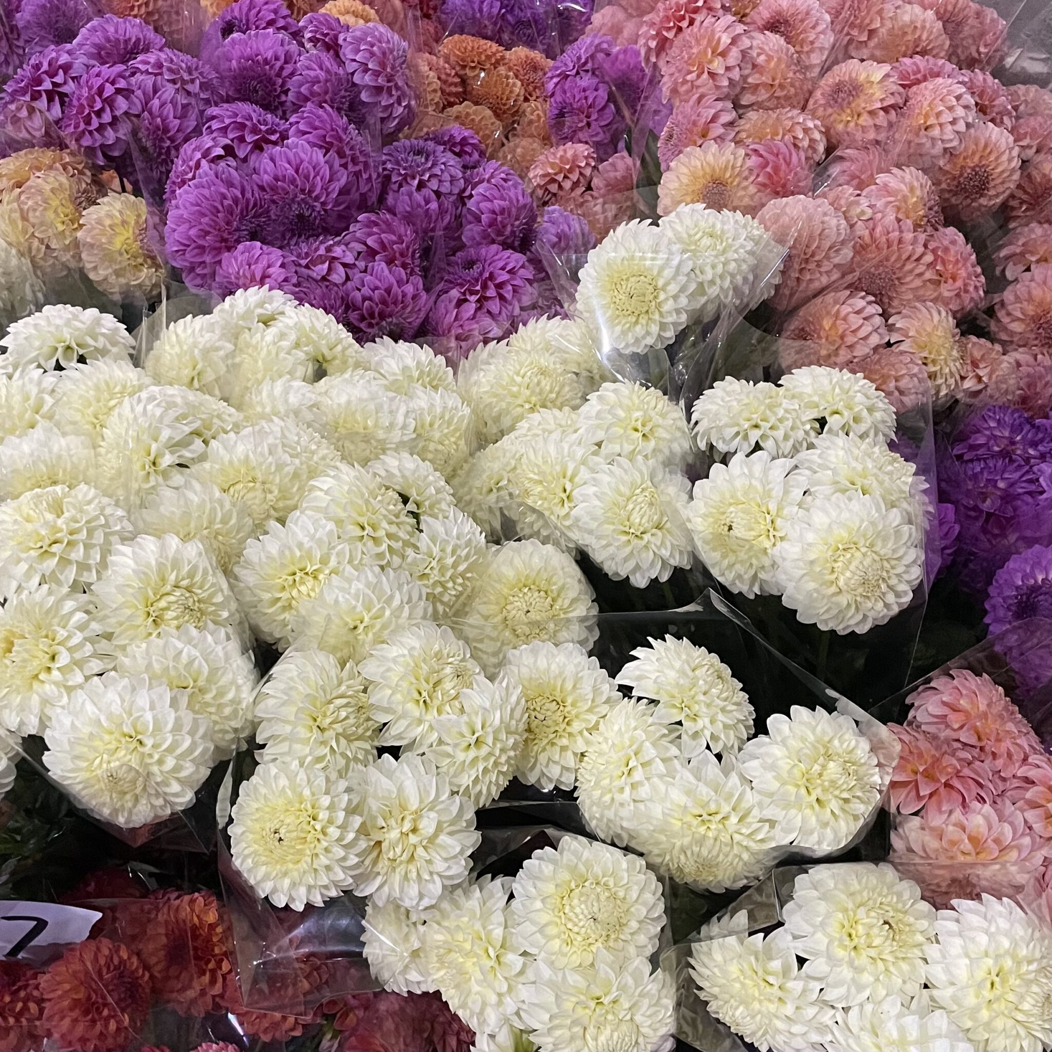 Dahlia Pom Pom - The Flower Express