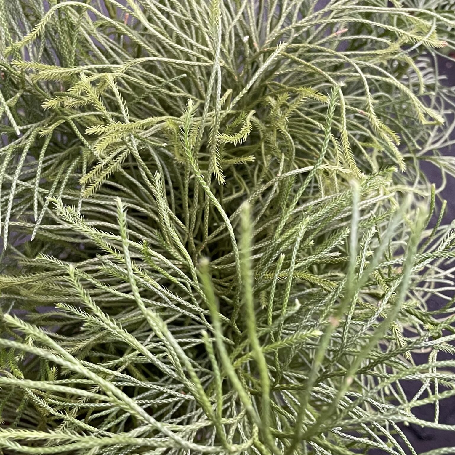 Mountain Moss - The Flower Express