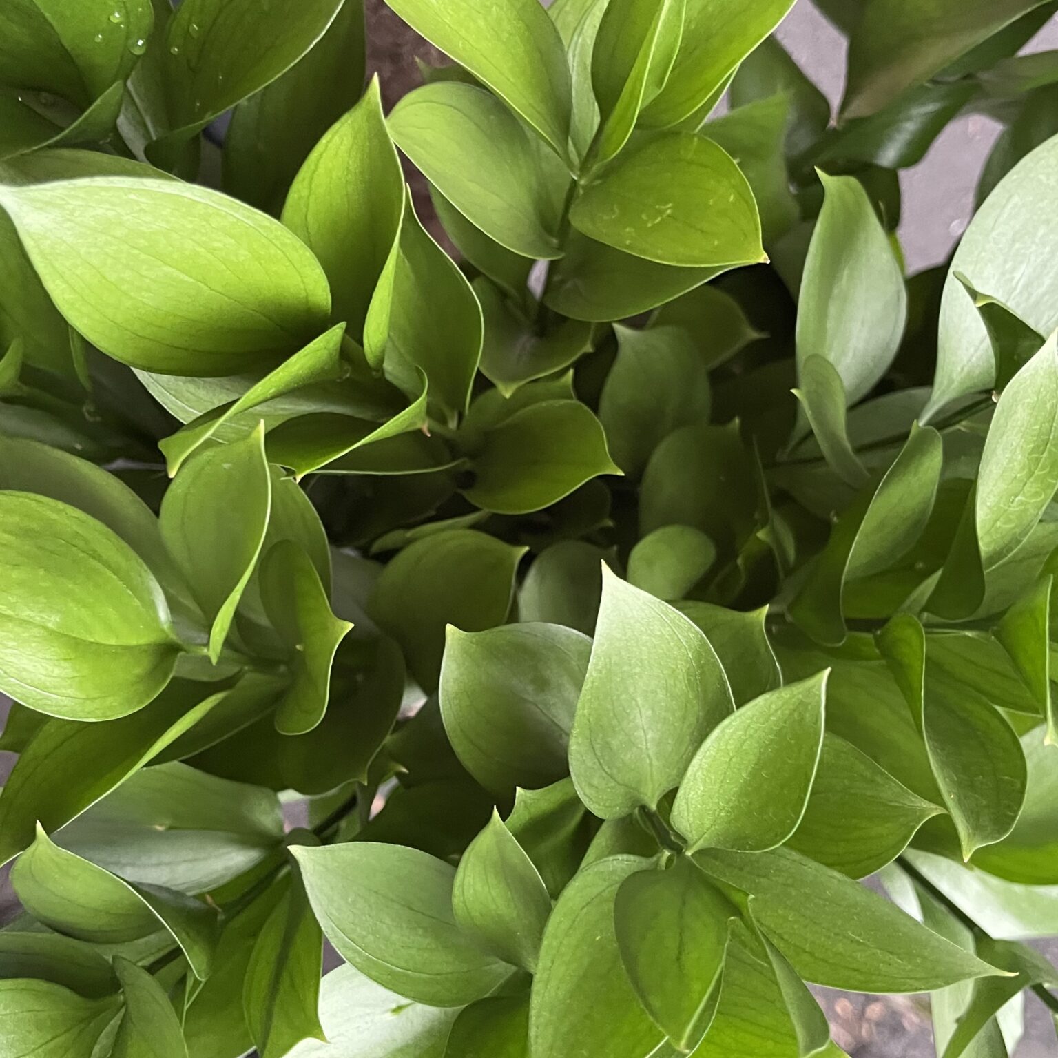 Ruscus | The Flower Express
