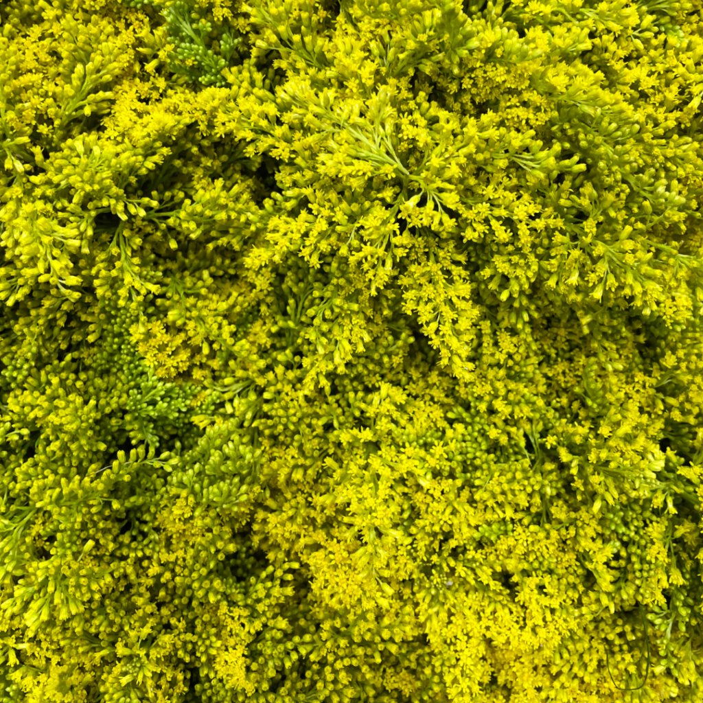 Solidaster - The Flower Express