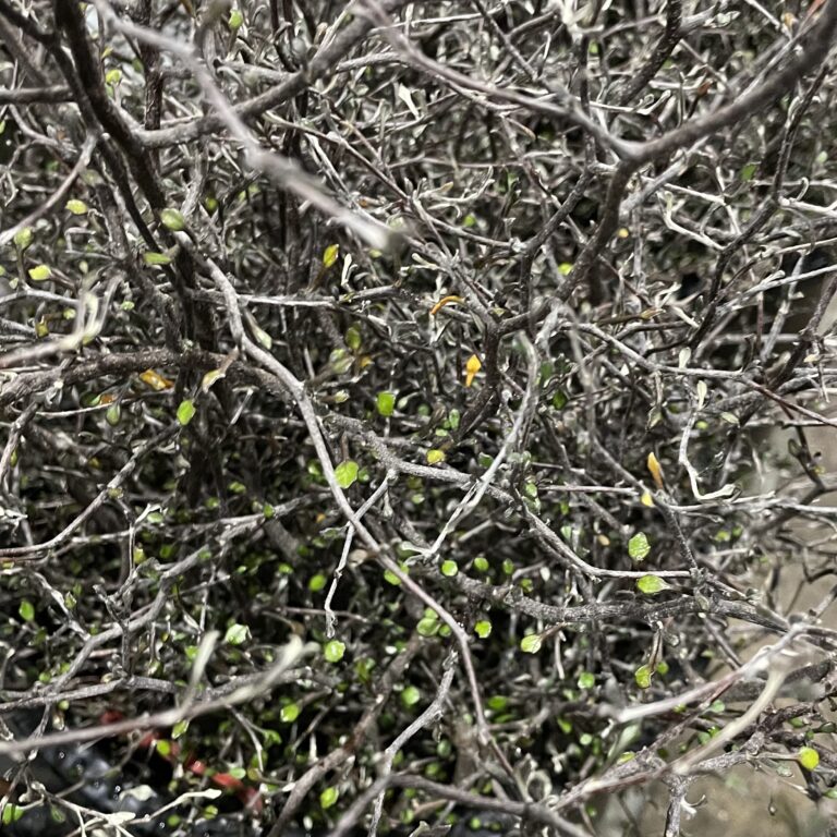 Corokia - The Flower Express