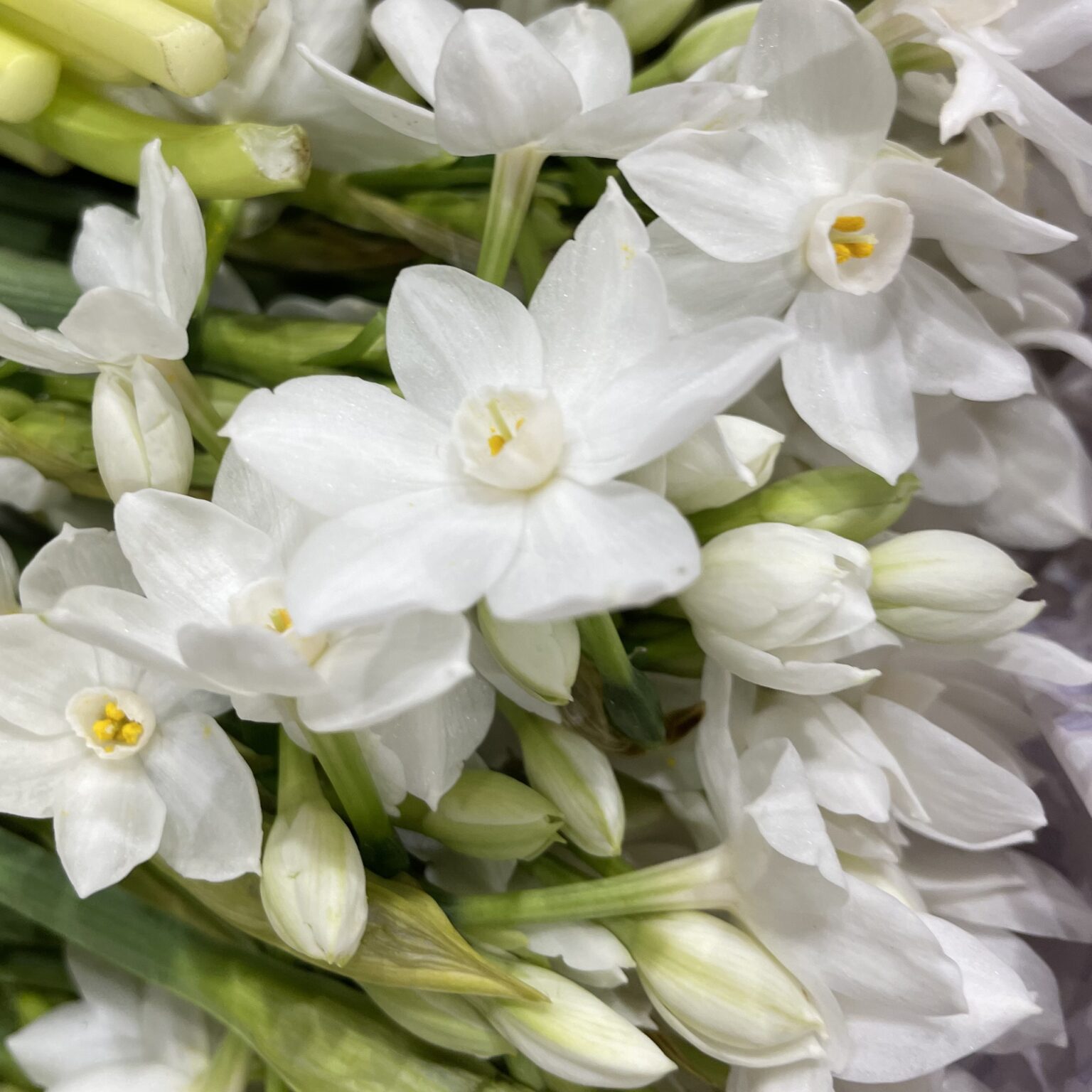 Paperwhites - The Flower Express